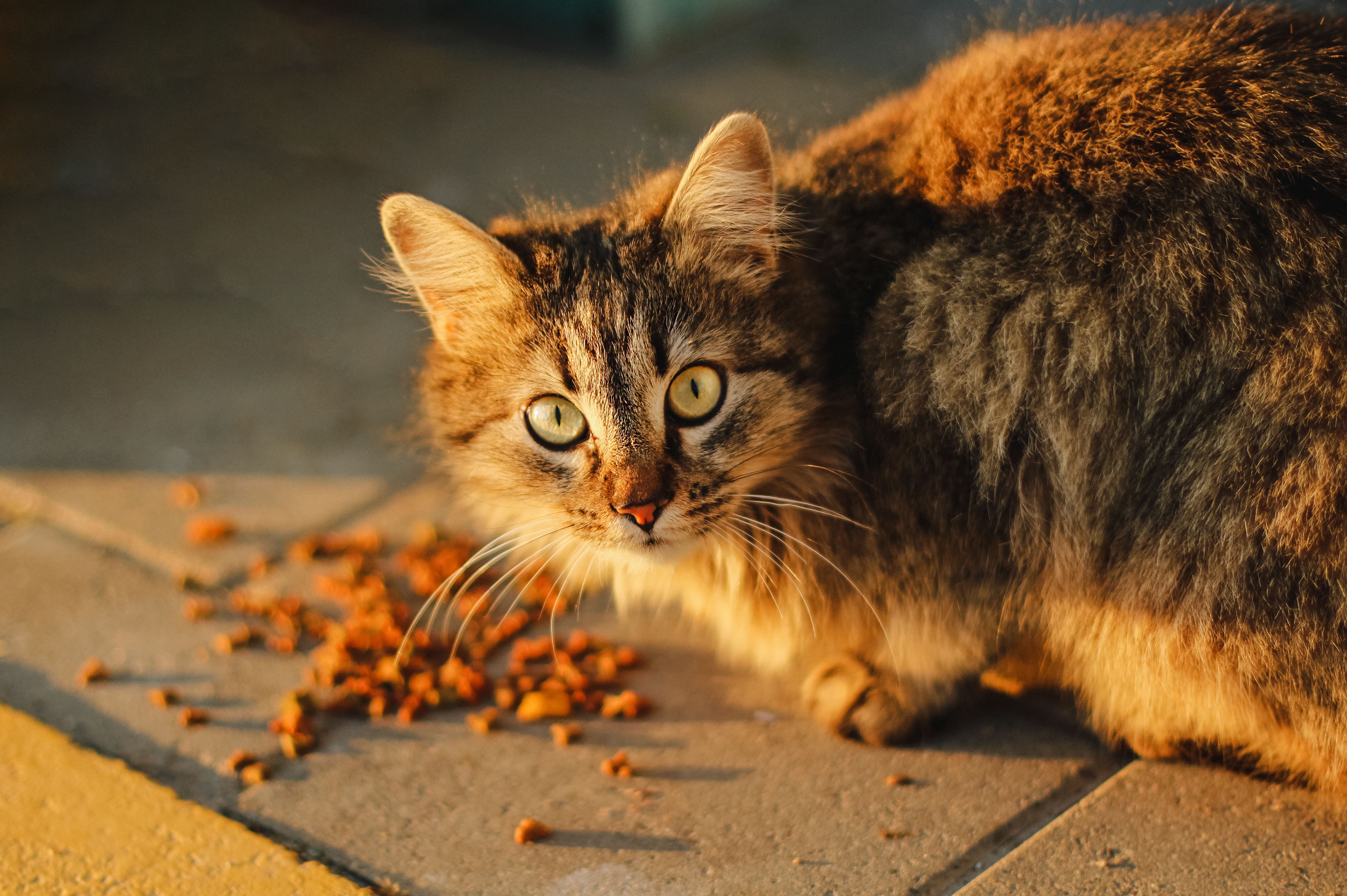 How to Start an RIA Without Eating Cat Food - Articles - Advisor ...